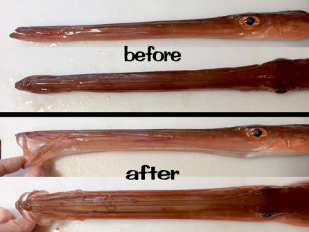 アカヤガラは高級魚で美味しい！刺身のさばき方や食べ方を紹介！ | お食事ウェブマガジン「グルメノート」